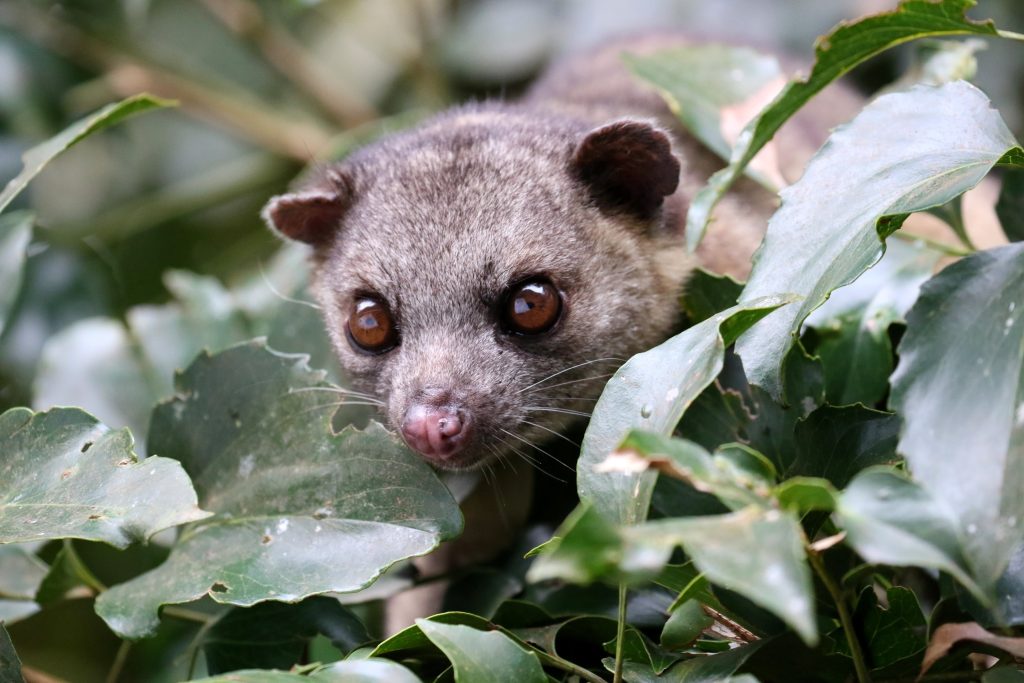 Meet the Olingo: The Jungle’s Secretive Acrobat – AnimalPages