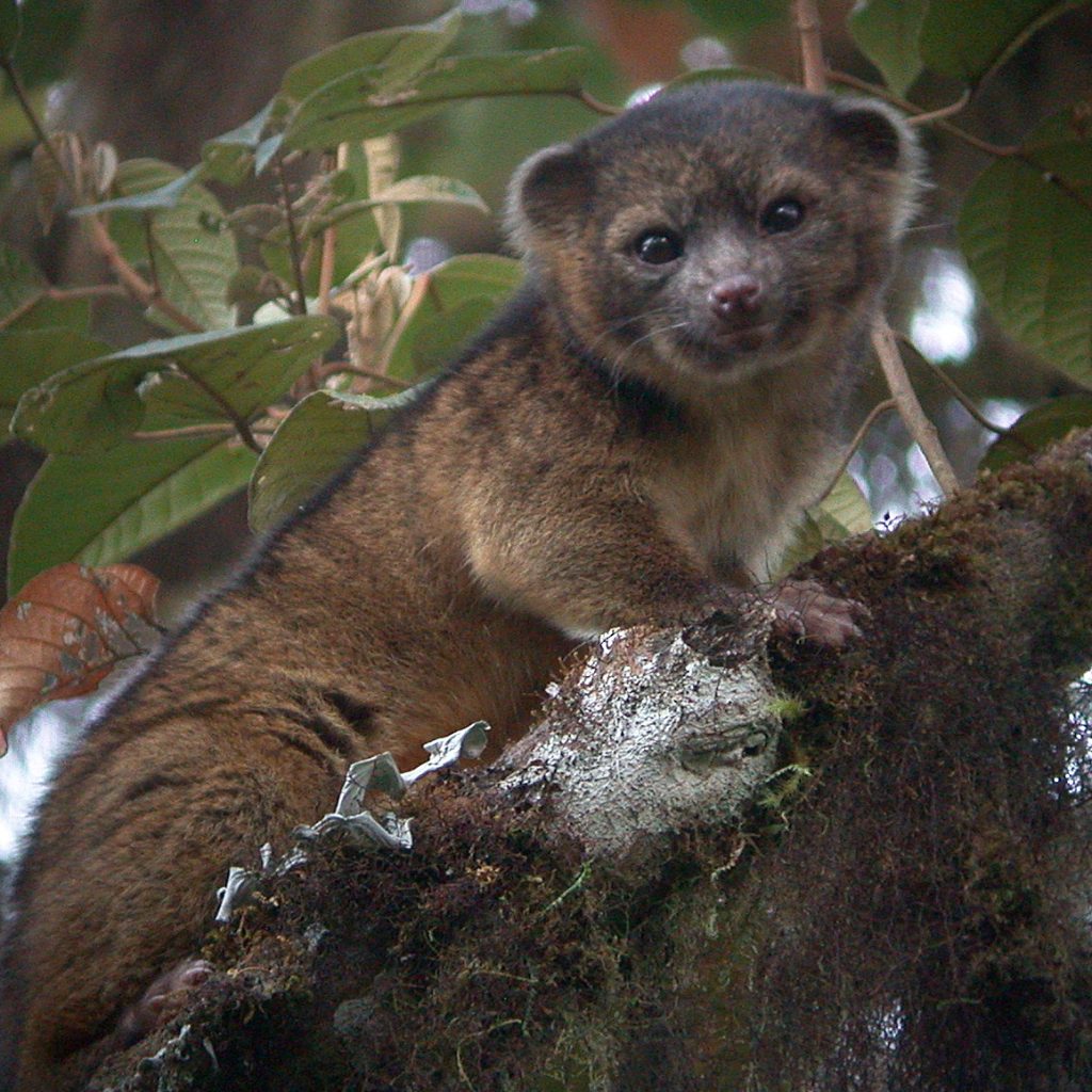 Meet the Olinguito: The Cloud Forest’s Tiny Mystery – AnimalPages