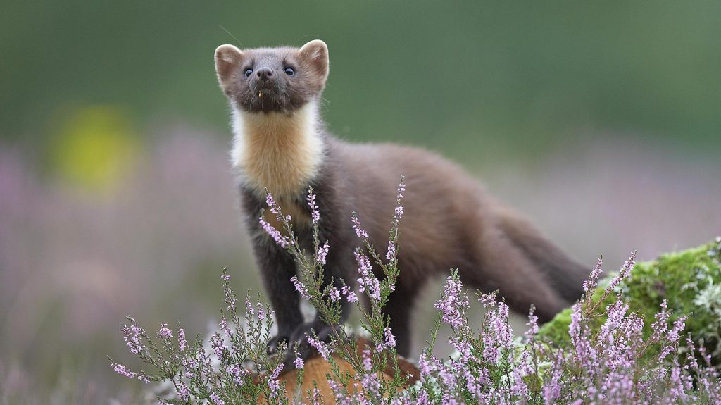 Meet the Marten – AnimalPages