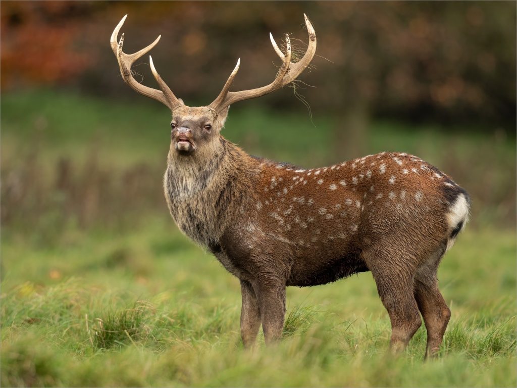 Meet the Sika Deer – AnimalPages