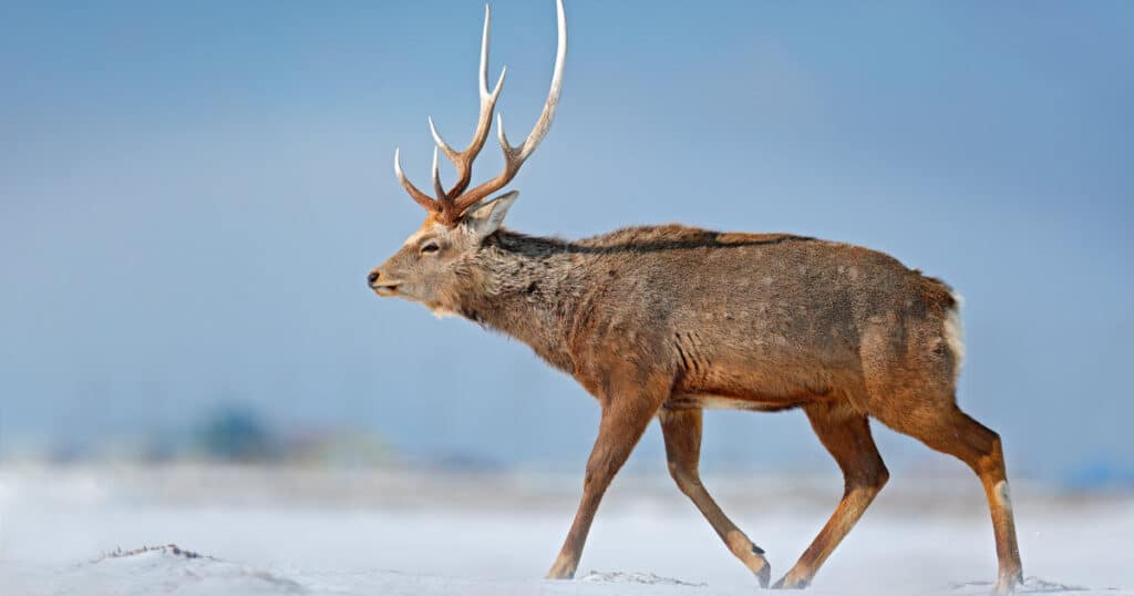 Meet the Sika Deer – AnimalPages