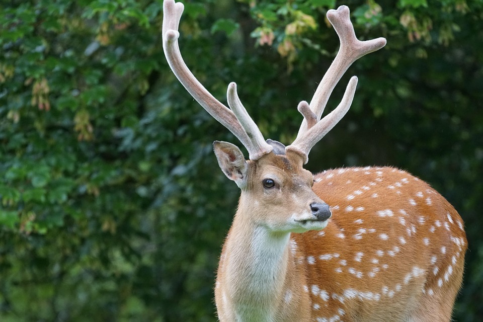 Meet the Sika Deer – AnimalPages