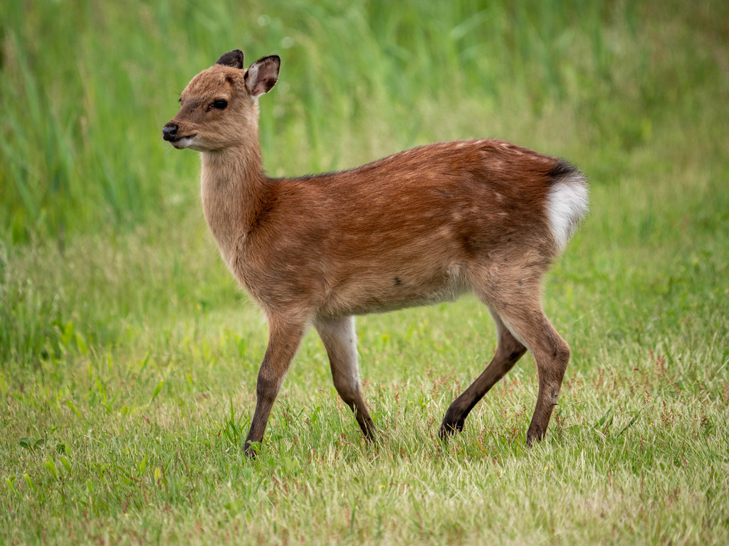 Meet the Sika Deer – AnimalPages