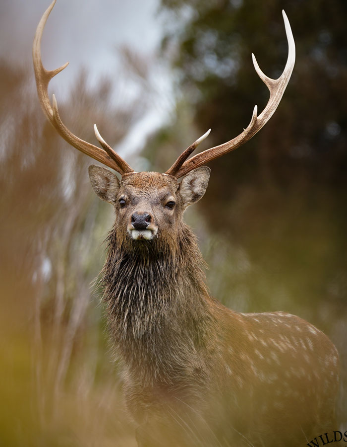 Meet the Sika Deer – AnimalPages