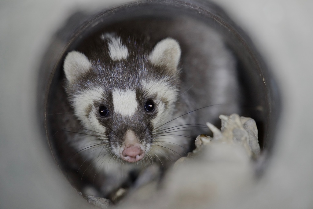 Meet the Ferret-Badger – AnimalPages