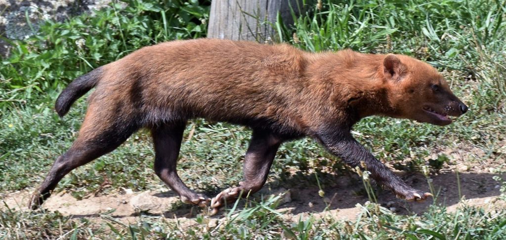 Meet the Bush Dog – AnimalPages
