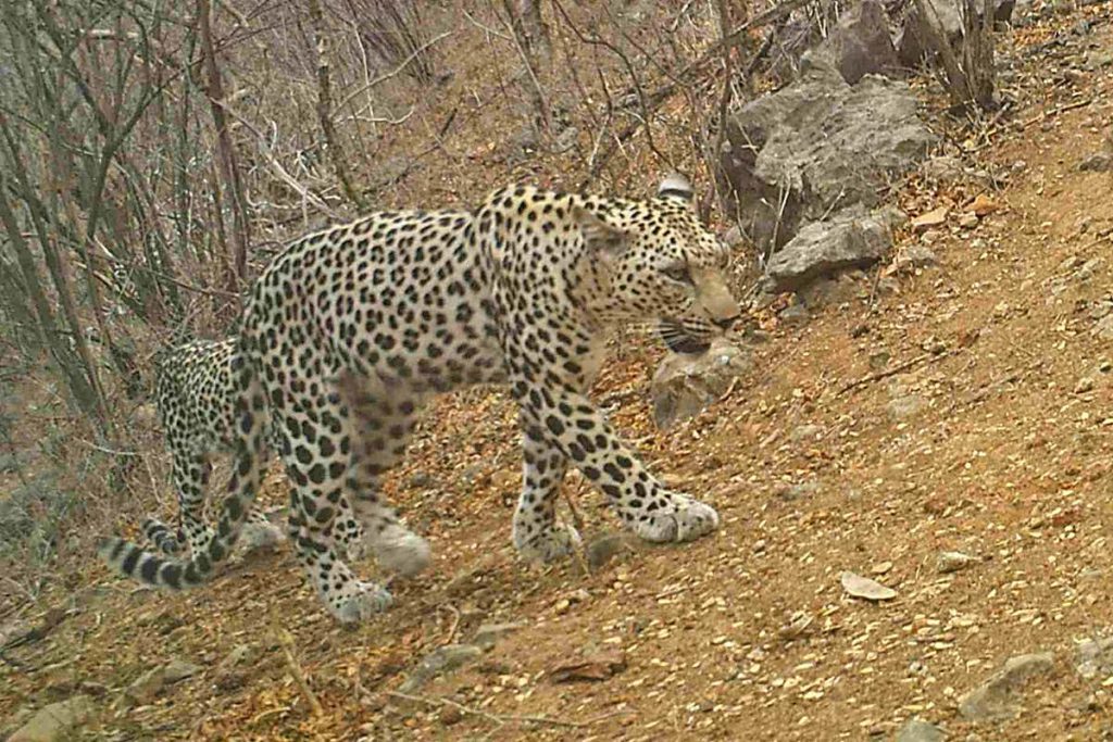 Meet the Arabian Leopard: The Vanishing Ghosts of the Desert – AnimalPages