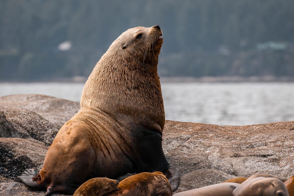 Meet the Steller Sea Lion: Giants of the North Pacific – AnimalPages