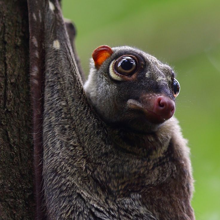 Meet the Sunda Flying Lemur: The Gliding Phantom of the Southeast Asian ...