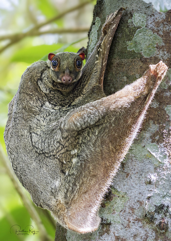 Meet the Sunda Flying Lemur: The Gliding Phantom of the Southeast Asian ...
