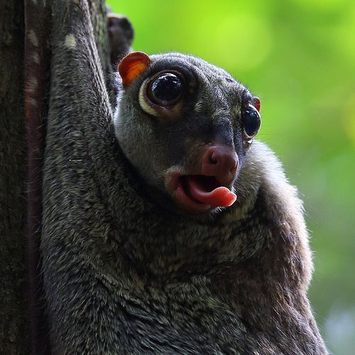 Meet the Sunda Flying Lemur: The Gliding Phantom of the Southeast Asian ...