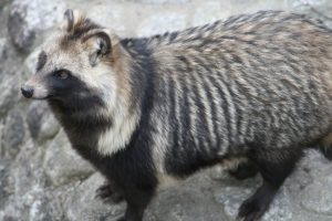 What Is a Tanuki? Meet the Japanese Raccoon Dog – AnimalPages