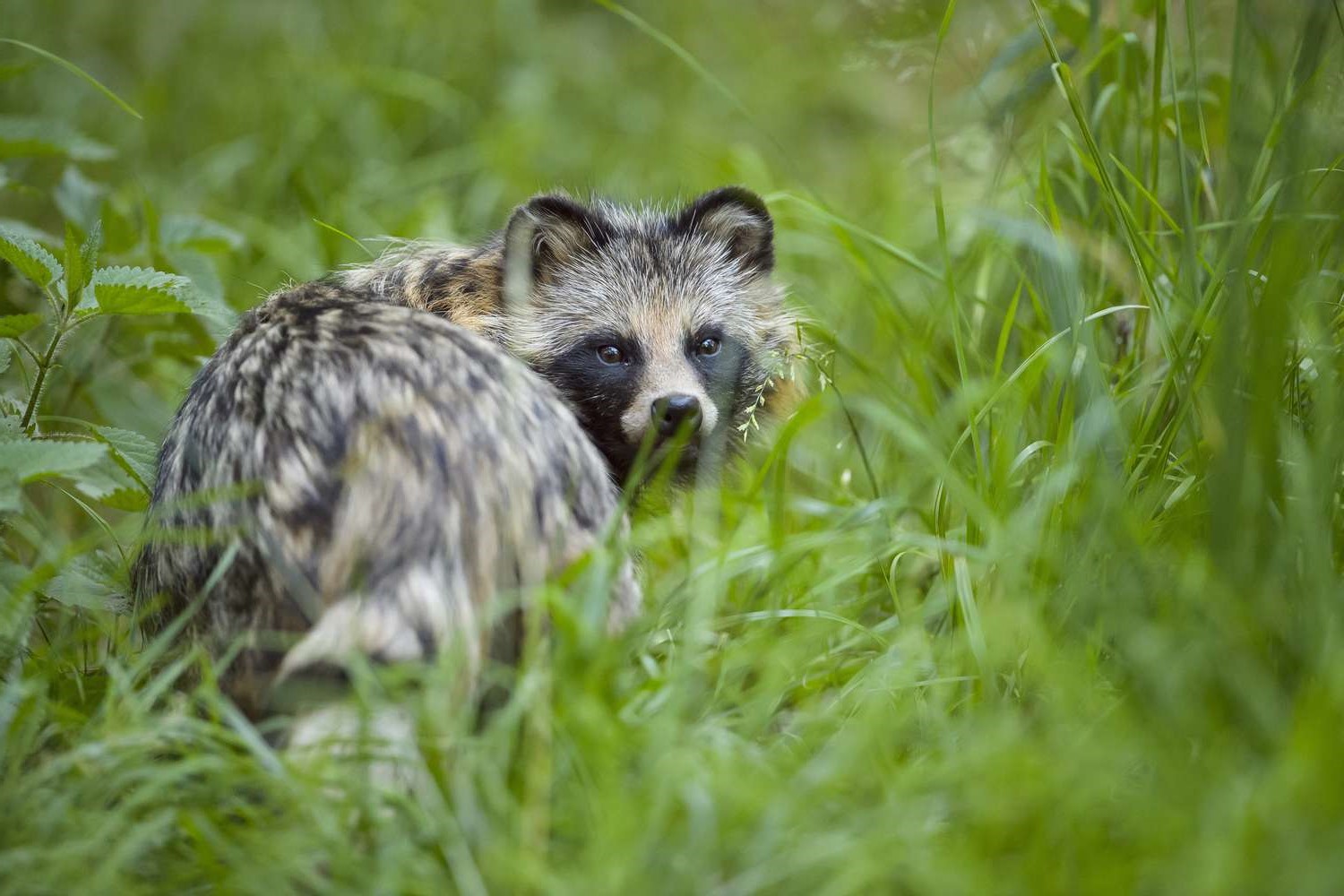 What Is a Tanuki? Meet the Japanese Raccoon Dog – AnimalPages