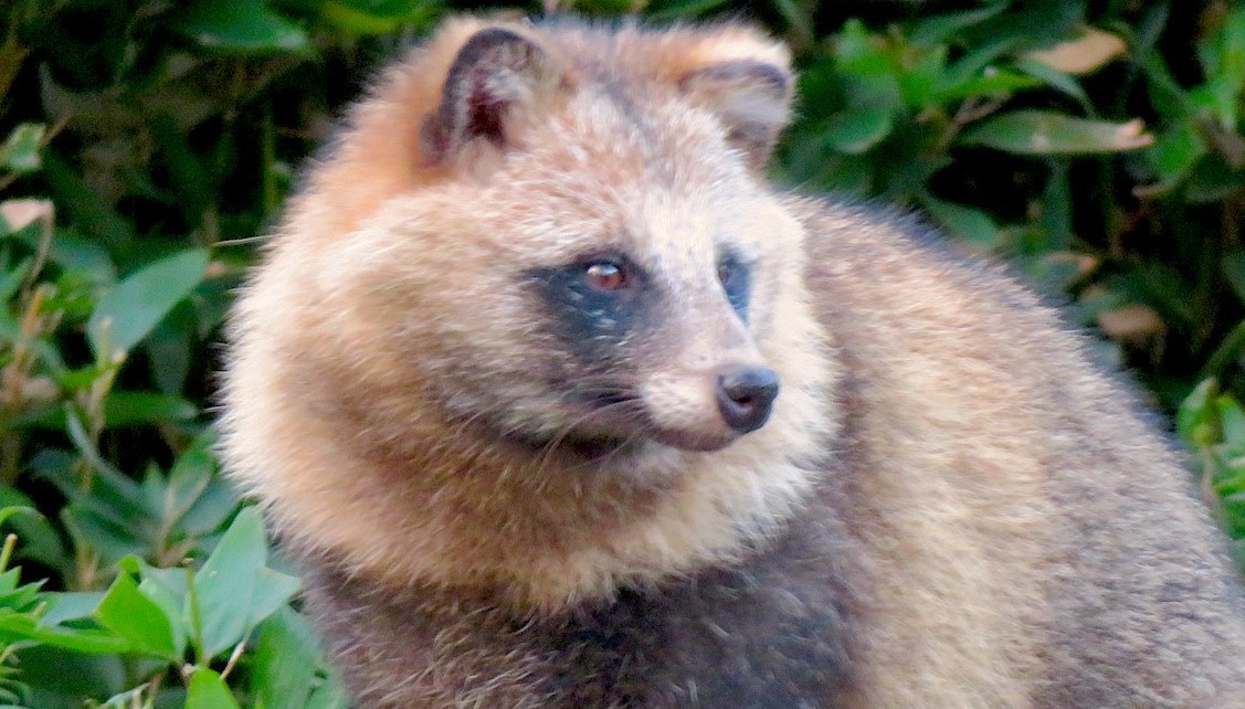 What Is a Tanuki? Meet the Japanese Raccoon Dog – AnimalPages