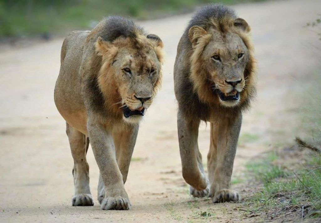 Brotherhood in the Wild: The Power of Male Lion Coalitions – AnimalPages