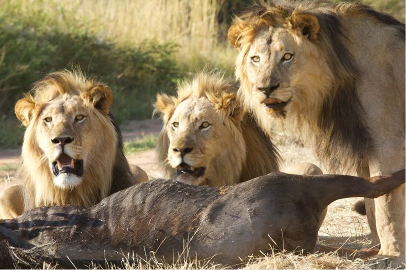 Brotherhood in the Wild: The Power of Male Lion Coalitions – AnimalPages