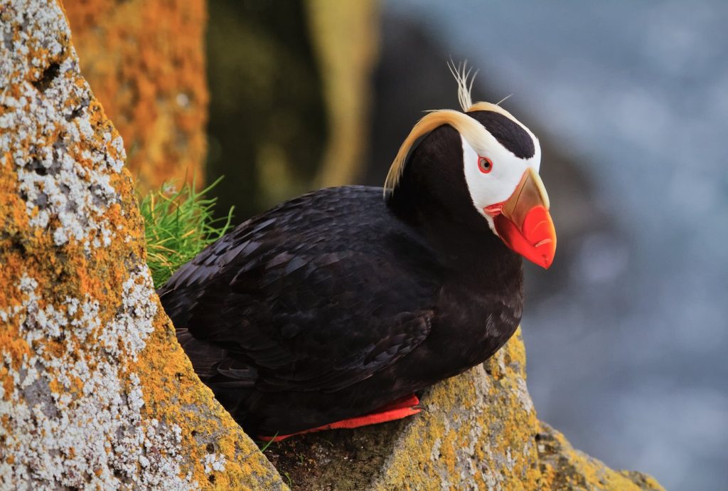 Meet the Tufted Puffin – AnimalPages
