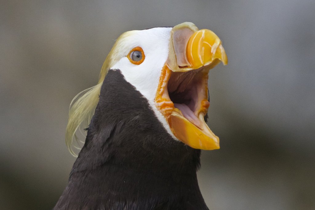 Meet the Tufted Puffin – AnimalPages