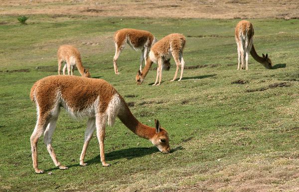Meet the Vicuña: The Delicate Andean Wonder with the World’s Finest ...