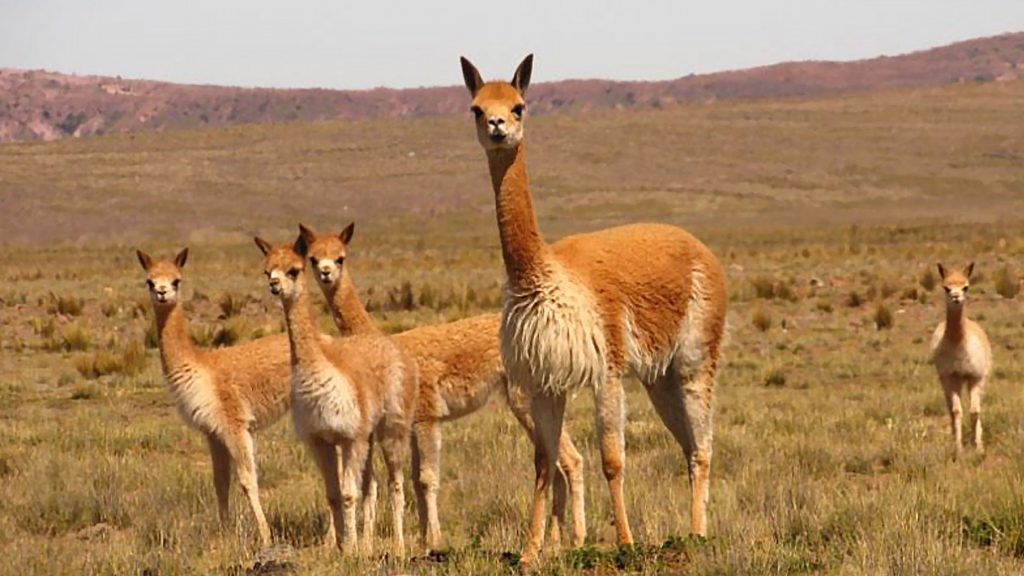 Meet the Vicuña: The Delicate Andean Wonder with the World’s Finest ...