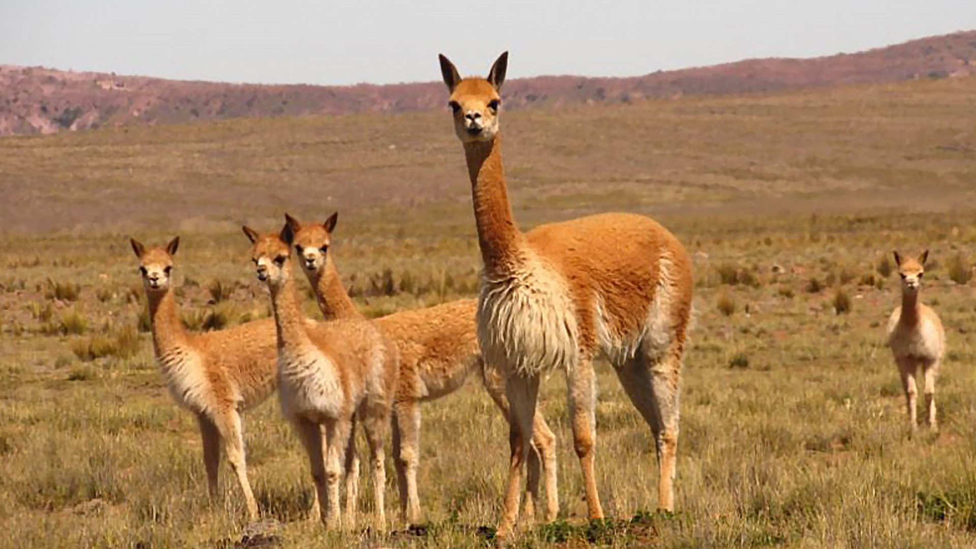 Meet the Vicuña: The Delicate Andean Wonder with the World’s Finest ...