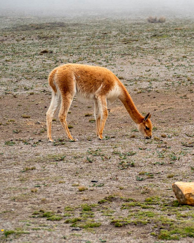 Meet the Vicuña: The Delicate Andean Wonder with the World’s Finest ...