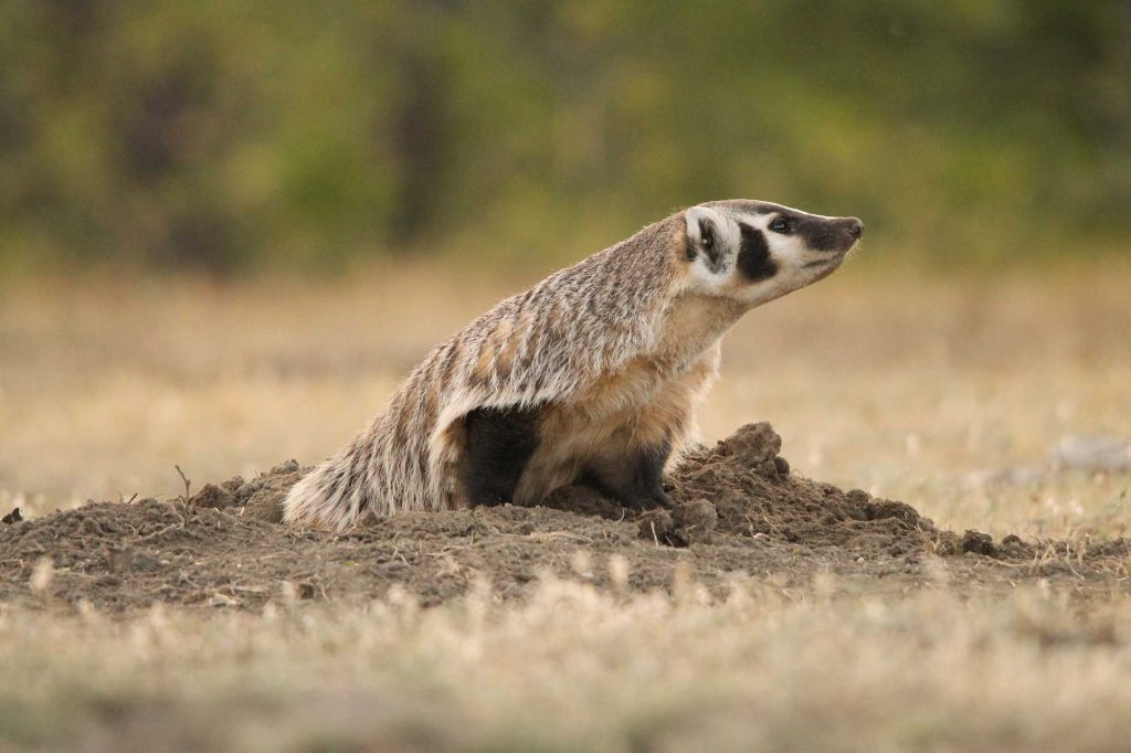 Meet the American Badger – AnimalPages