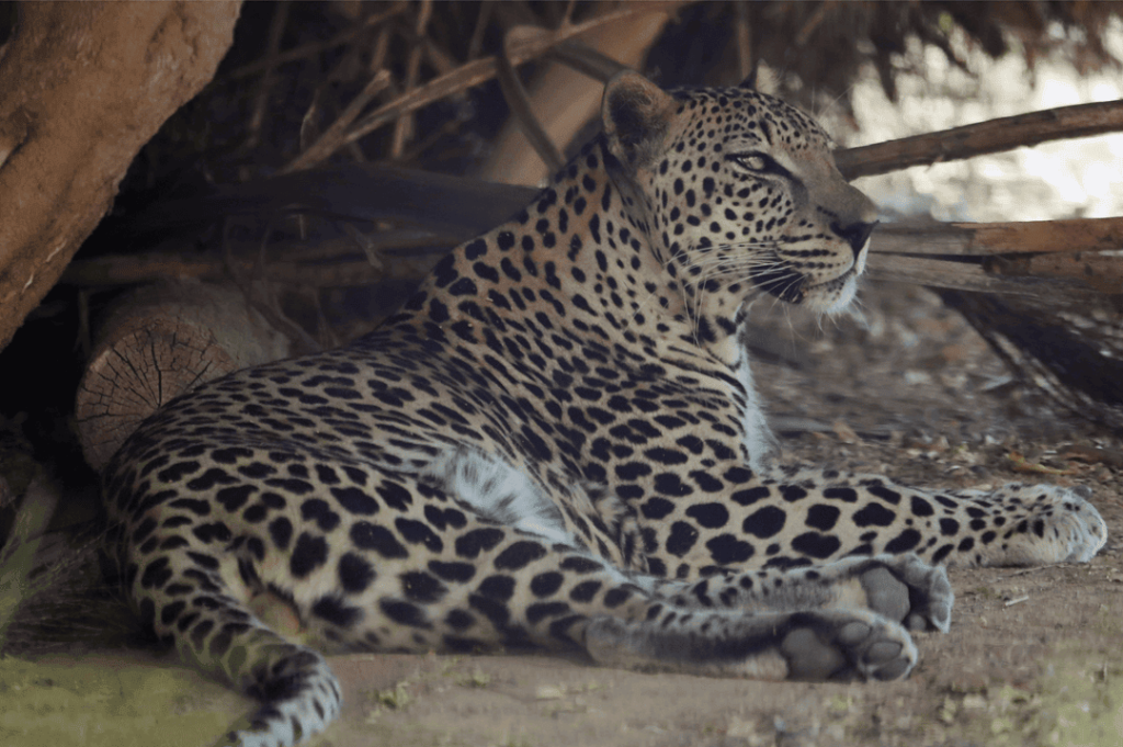 Meet the Arabian Leopard: The Vanishing Ghosts of the Desert – AnimalPages