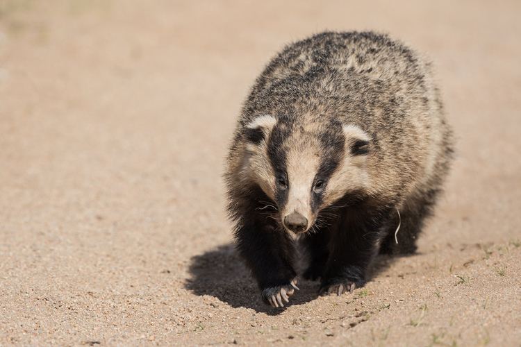 Meet the Asian Badger – AnimalPages