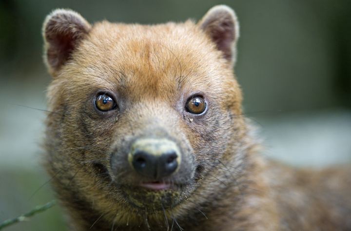 Meet the Bush Dog – AnimalPages