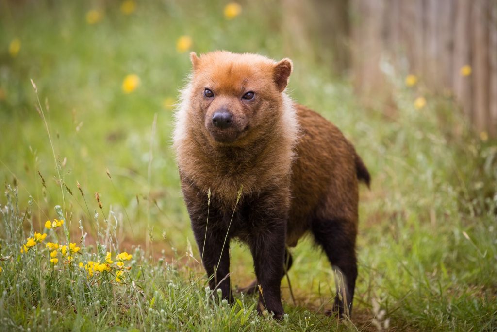 Meet the Bush Dog – AnimalPages