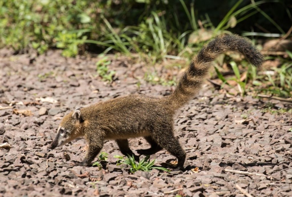 FAQ: What Is a Coati? Or Is It Coatimundi? – AnimalPages