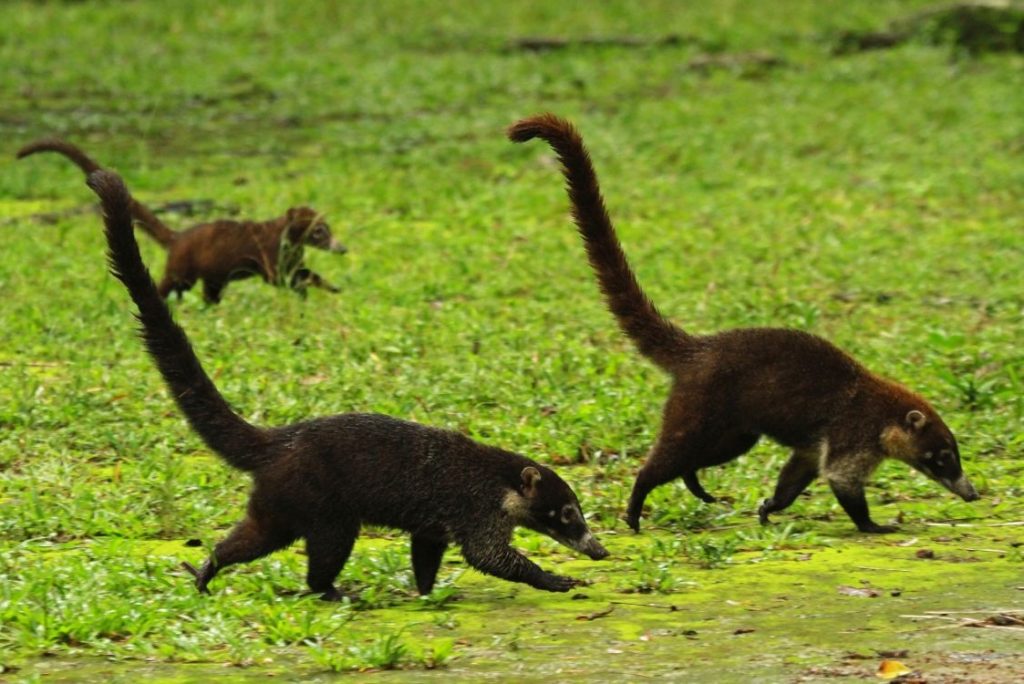 FAQ: What Is a Coati? Or Is It Coatimundi? – AnimalPages