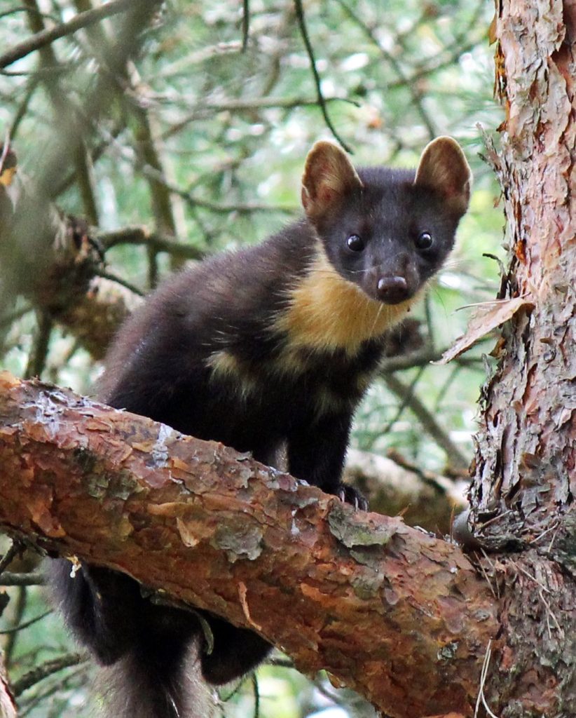 Meet the Marten – AnimalPages