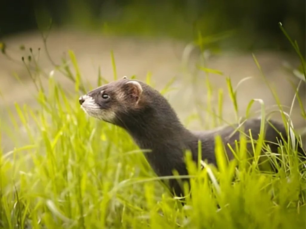 FAQ: What’s a Polecat? – AnimalPages