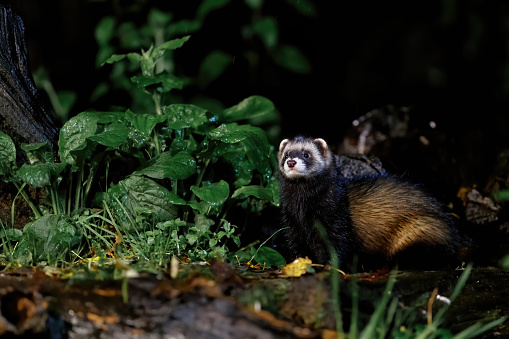 FAQ: What’s a Polecat? – AnimalPages