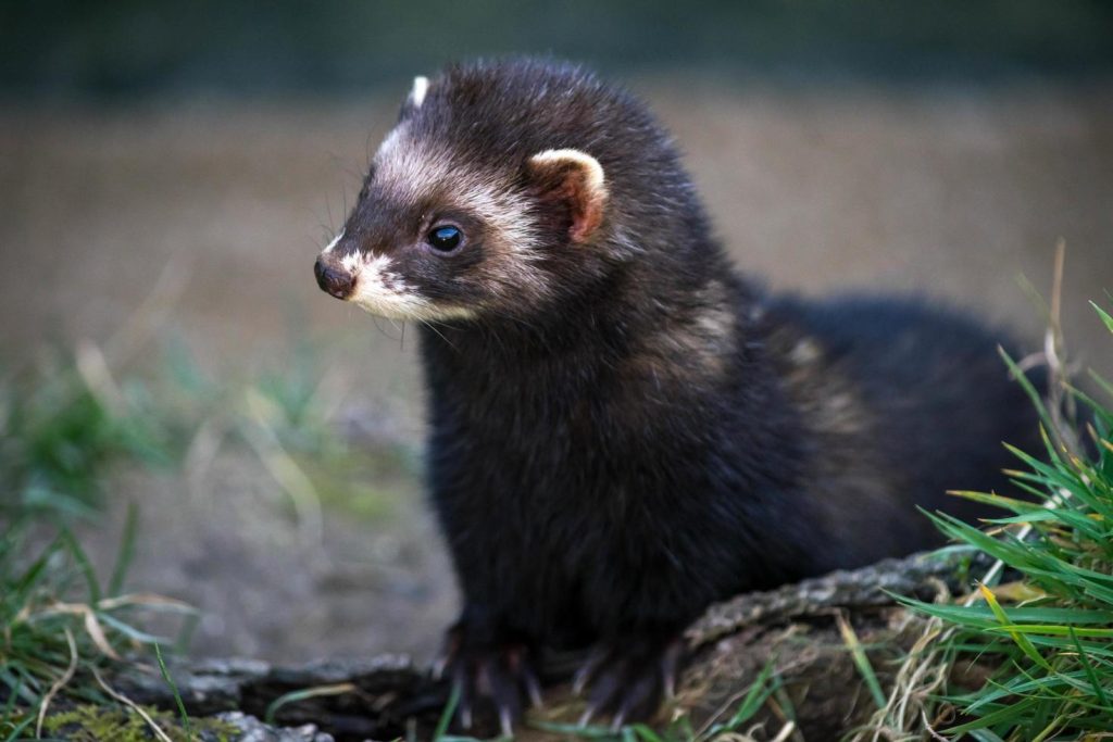 FAQ: What’s a Polecat? – AnimalPages