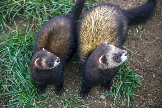 FAQ: What’s a Polecat? – AnimalPages