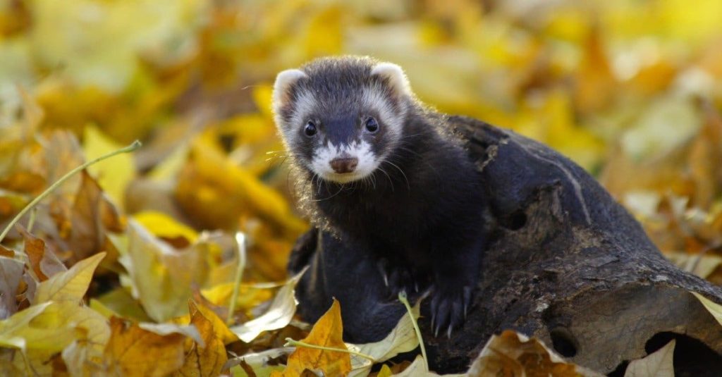 FAQ: What’s a Polecat? – AnimalPages