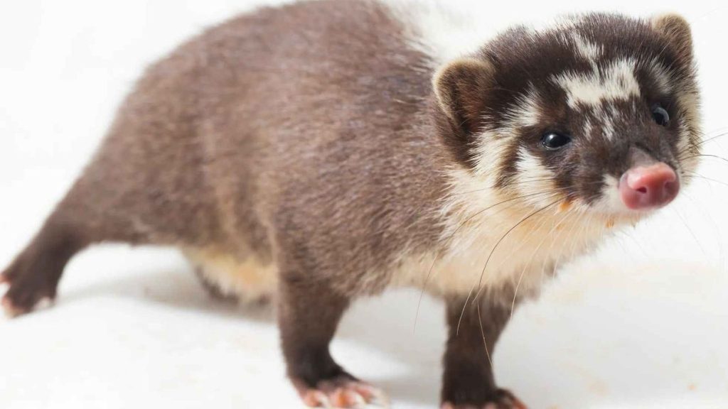 Meet the Ferret-Badger – AnimalPages