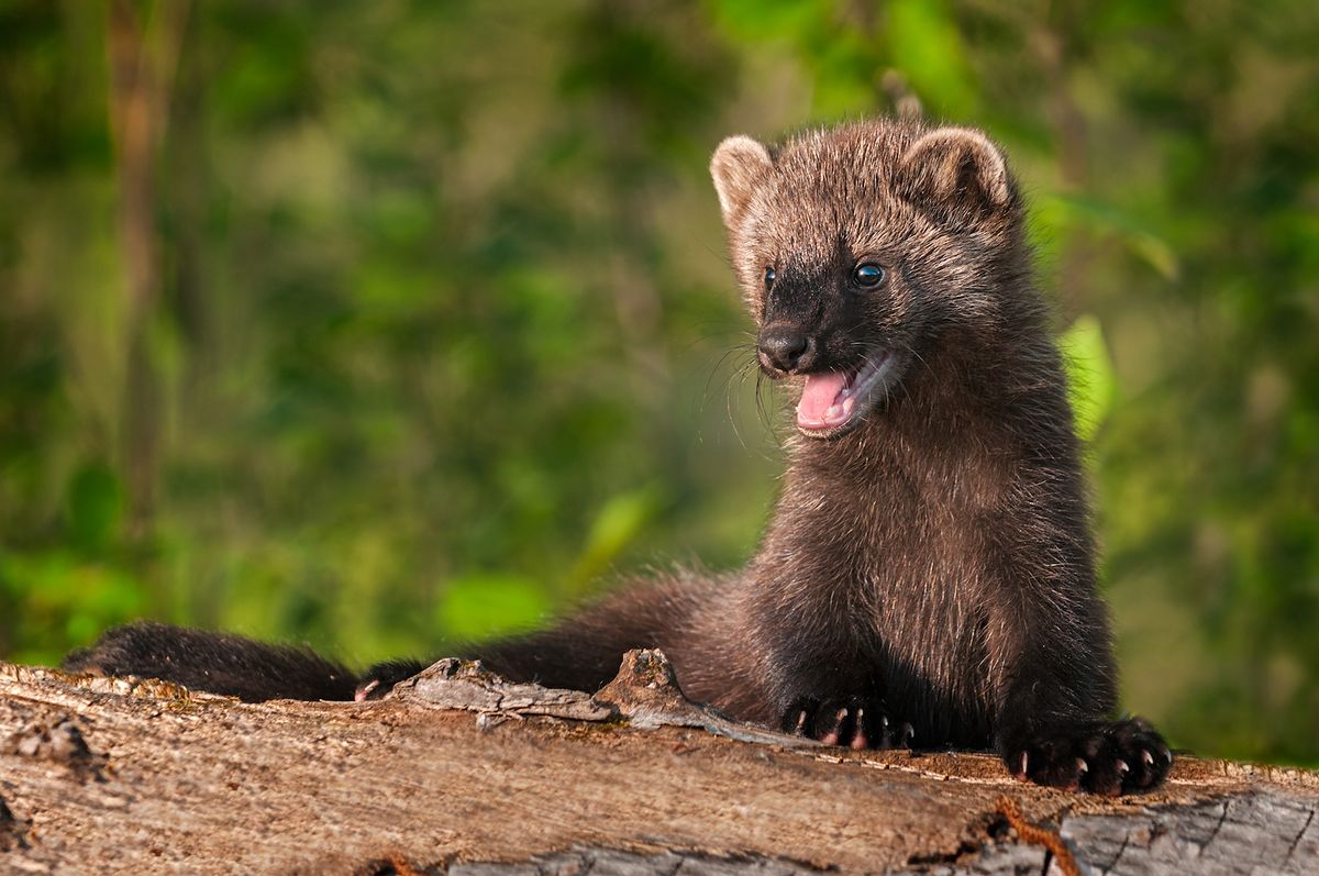 FAQ: What’s a Fisher? – AnimalPages