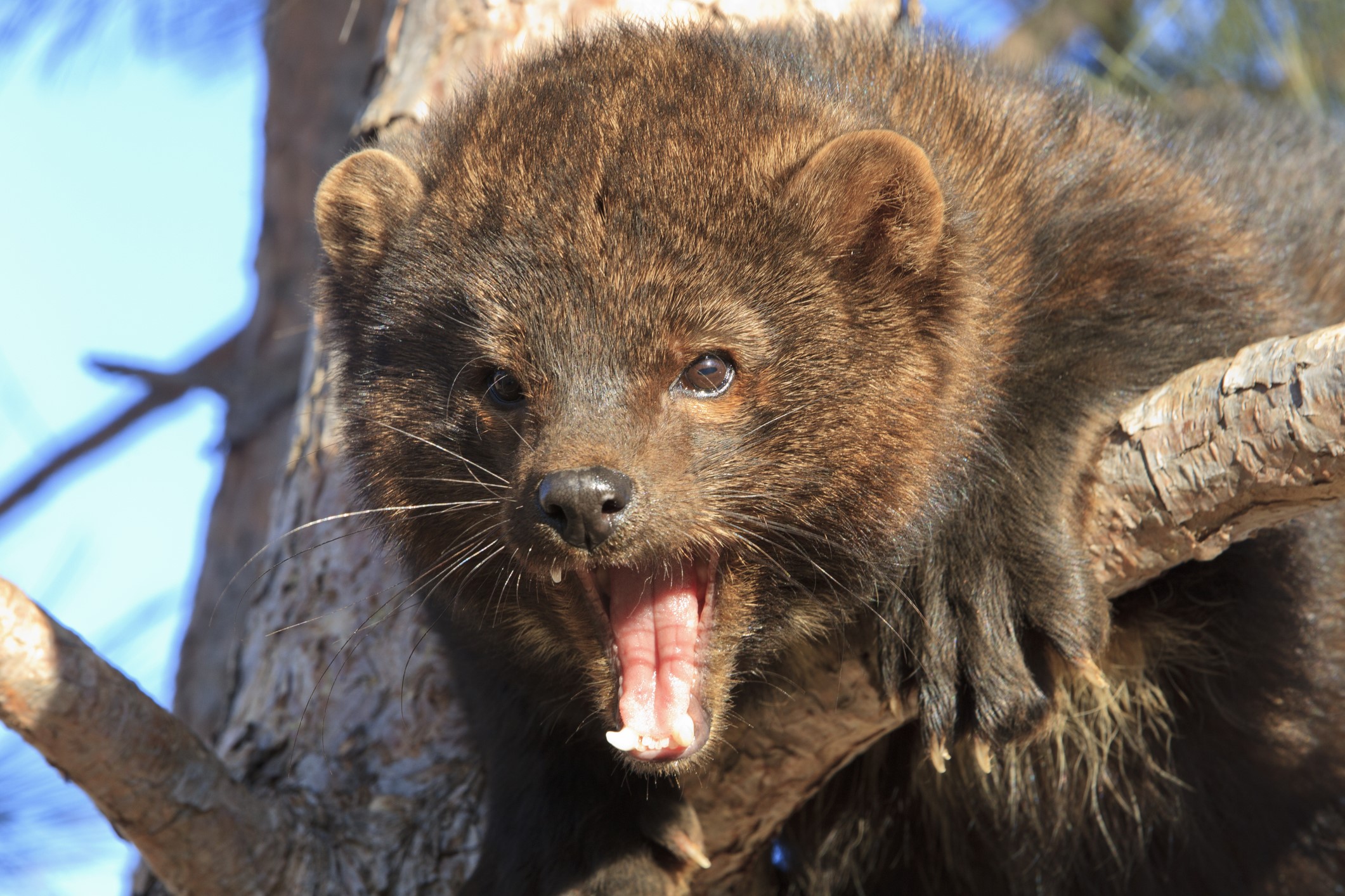 FAQ: What’s a Fisher? – AnimalPages