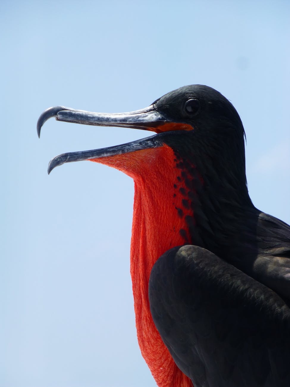 Meet the Frigatebird: The Aerial Pirates of the Galapagos Skies ...
