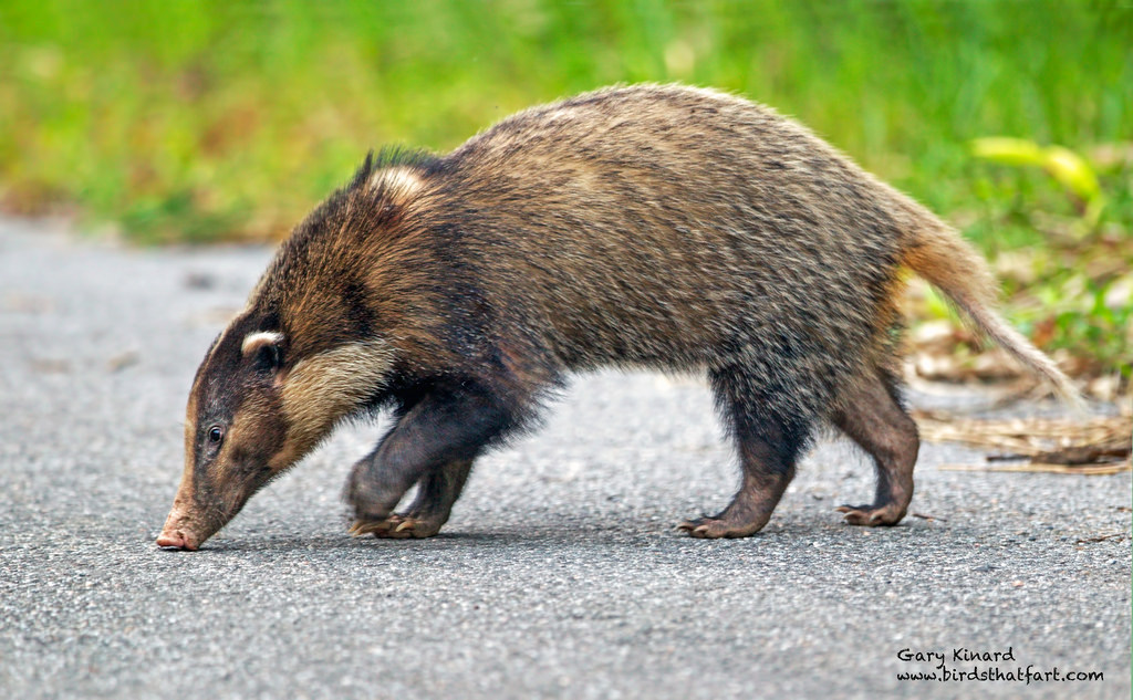 Meet the Hog Badger – AnimalPages