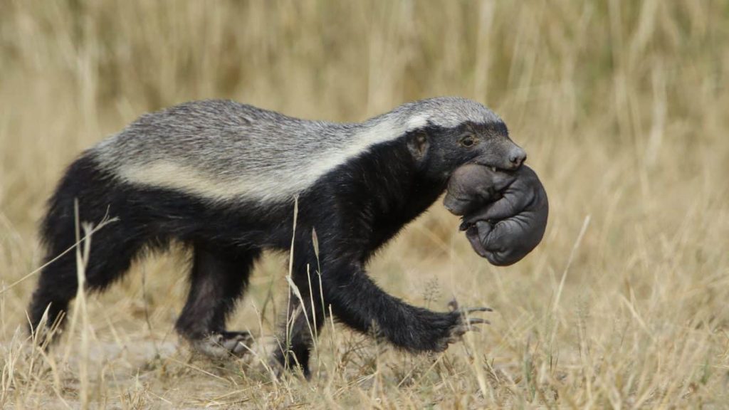 Meet the Honey Badger – AnimalPages