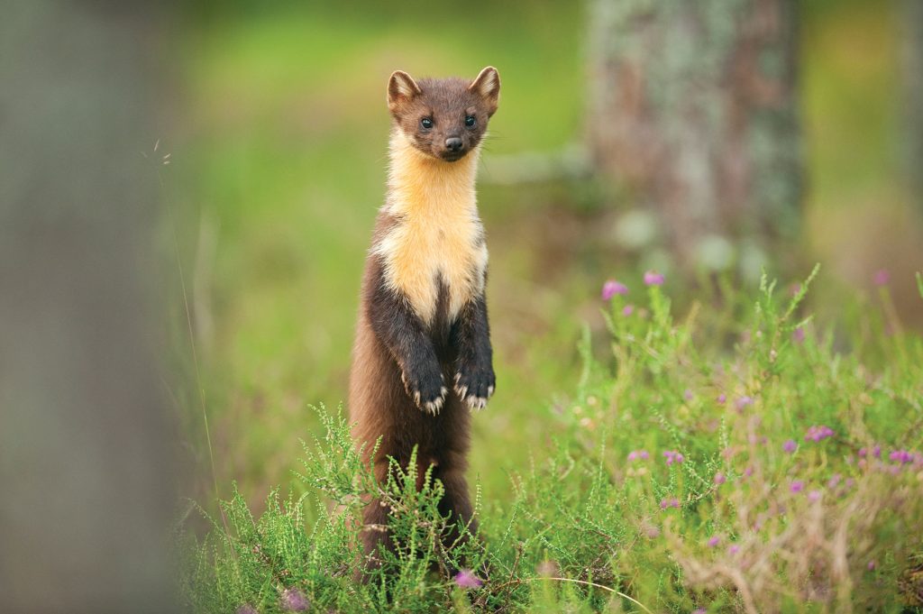 Meet the Marten – AnimalPages