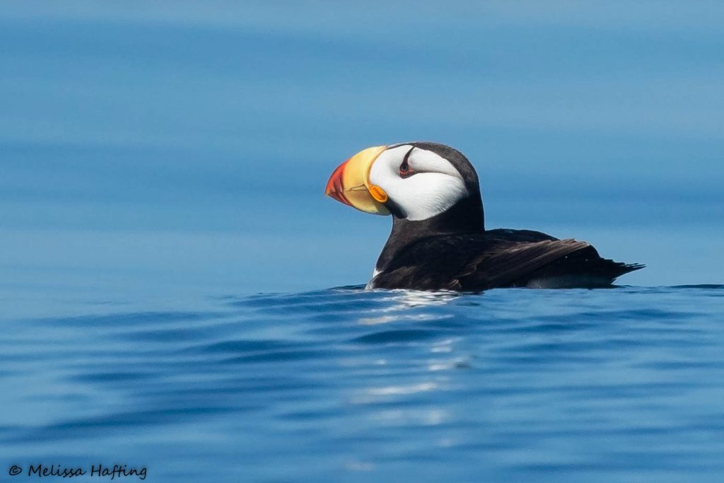 Meet the Horned Puffin – AnimalPages