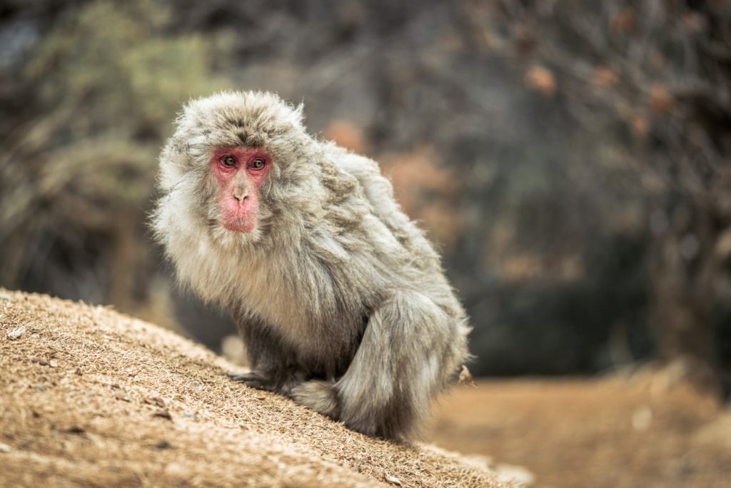 Meet the Snow Monkeys: Japan’s Famous Hot-Spring Bathing Primates ...