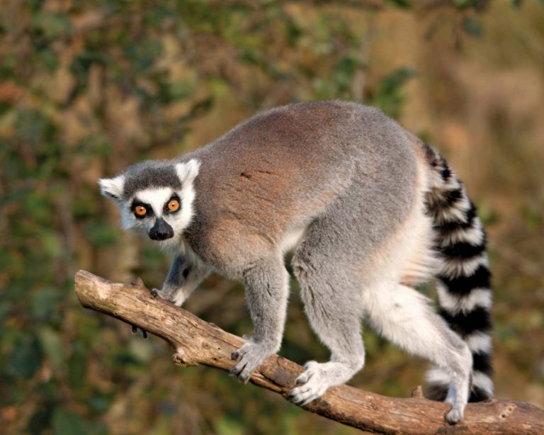 Ringtails vs. Ring-Tailed Lemurs: What’s the Difference? – AnimalPages