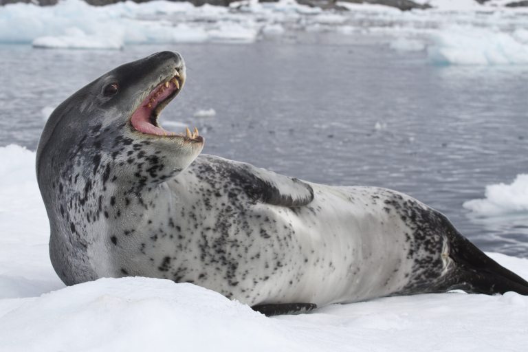 Meet the Leopard Seal: Antarctic’s Apex Predator with a Smile – AnimalPages